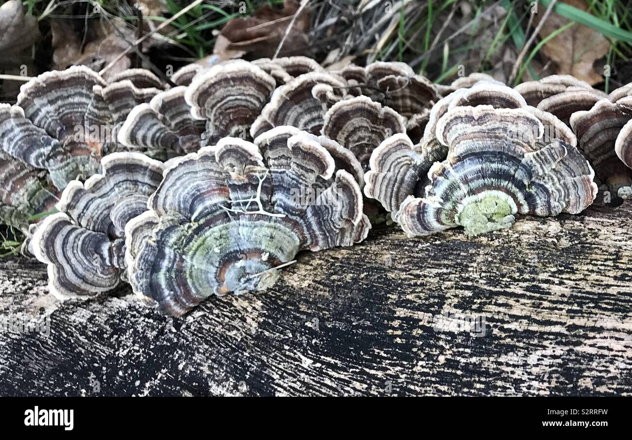 Fungus rainbows hi-res stock photography and images - Alamy