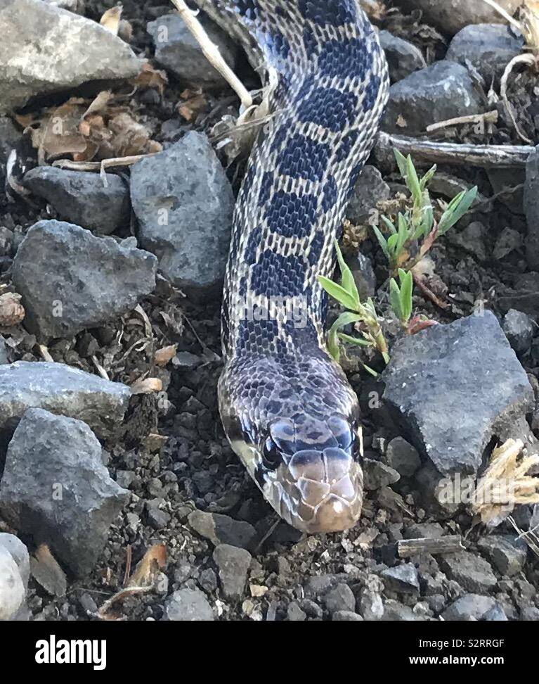 Bull snake hi-res stock photography and images - Alamy