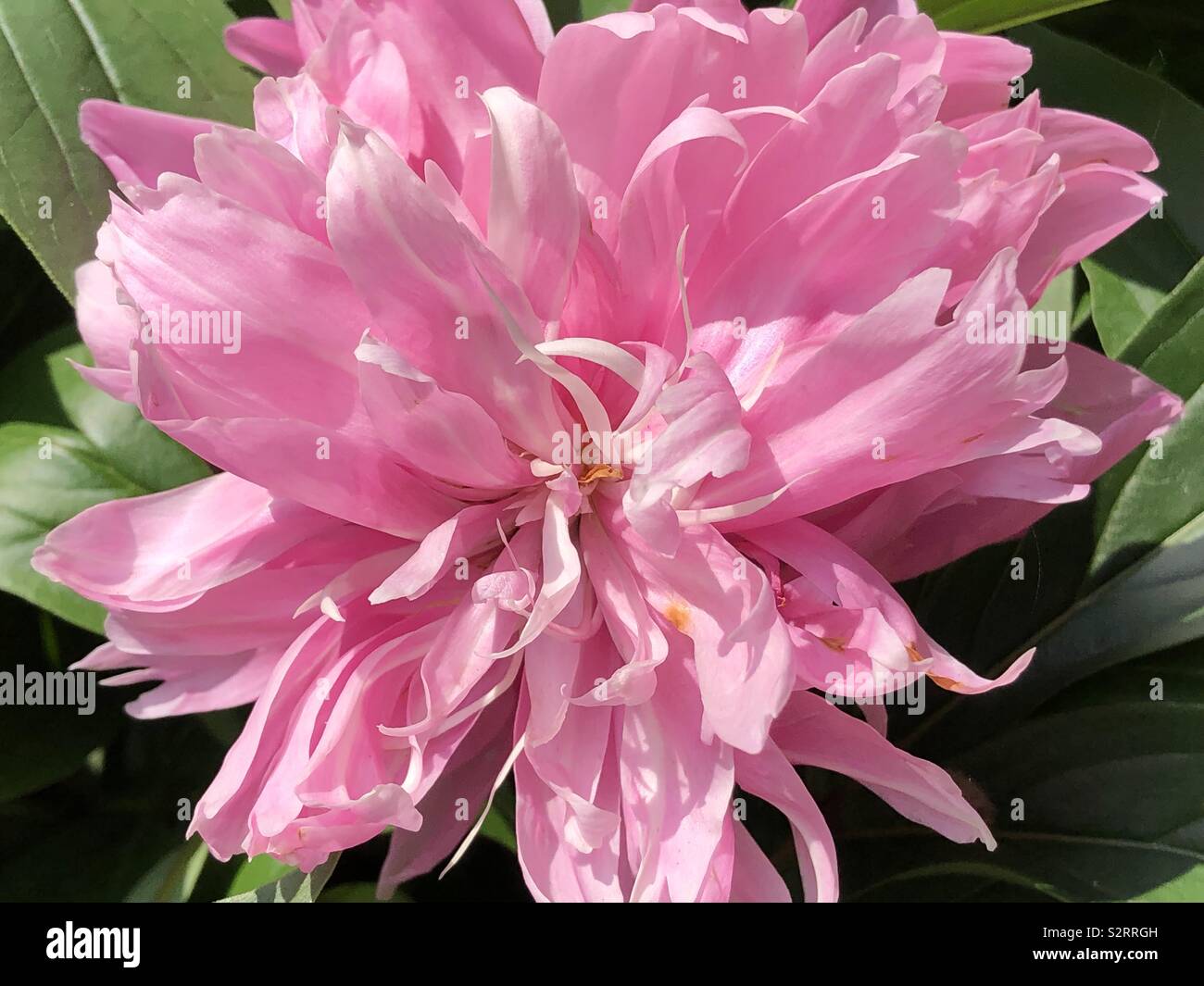 Pink peonies hi-res stock photography and images - Alamy