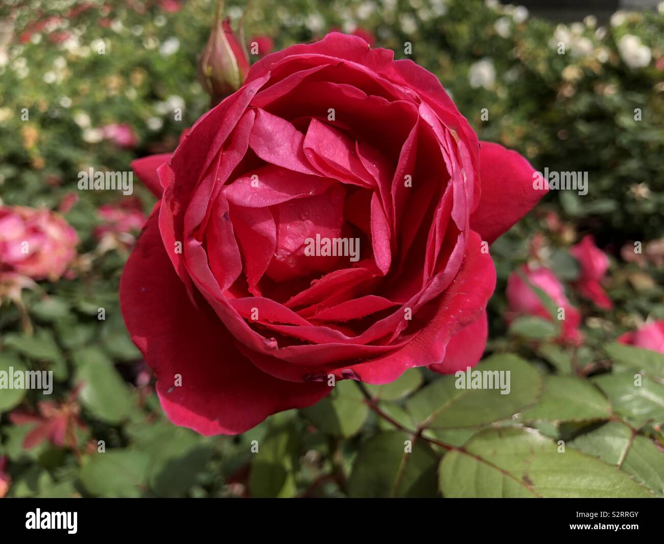 Classic annuals hi-res stock photography and images - Alamy