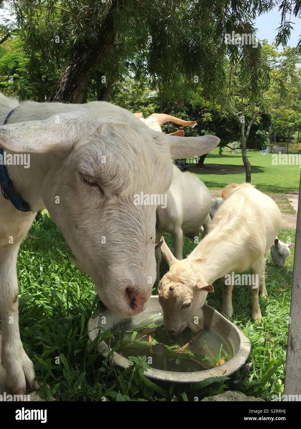 Sheep drinking water hi-res stock photography and images - Alamy