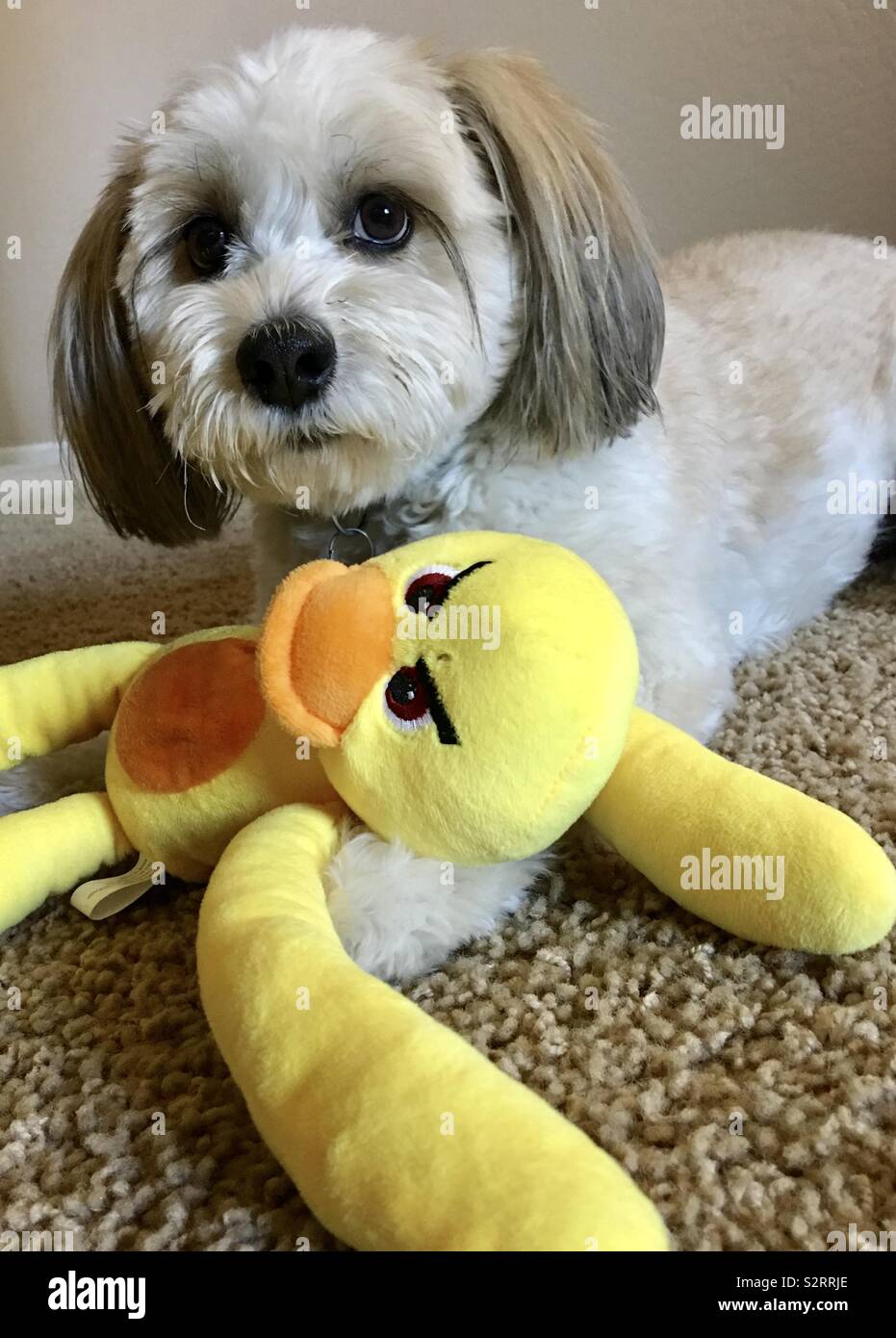 Ducky dog hi-res stock photography and images - Alamy