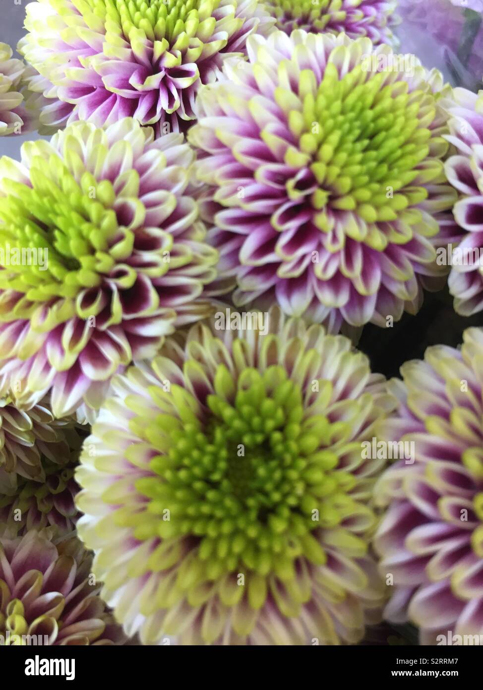 Beautiful flowers hi-res stock photography and images - Alamy