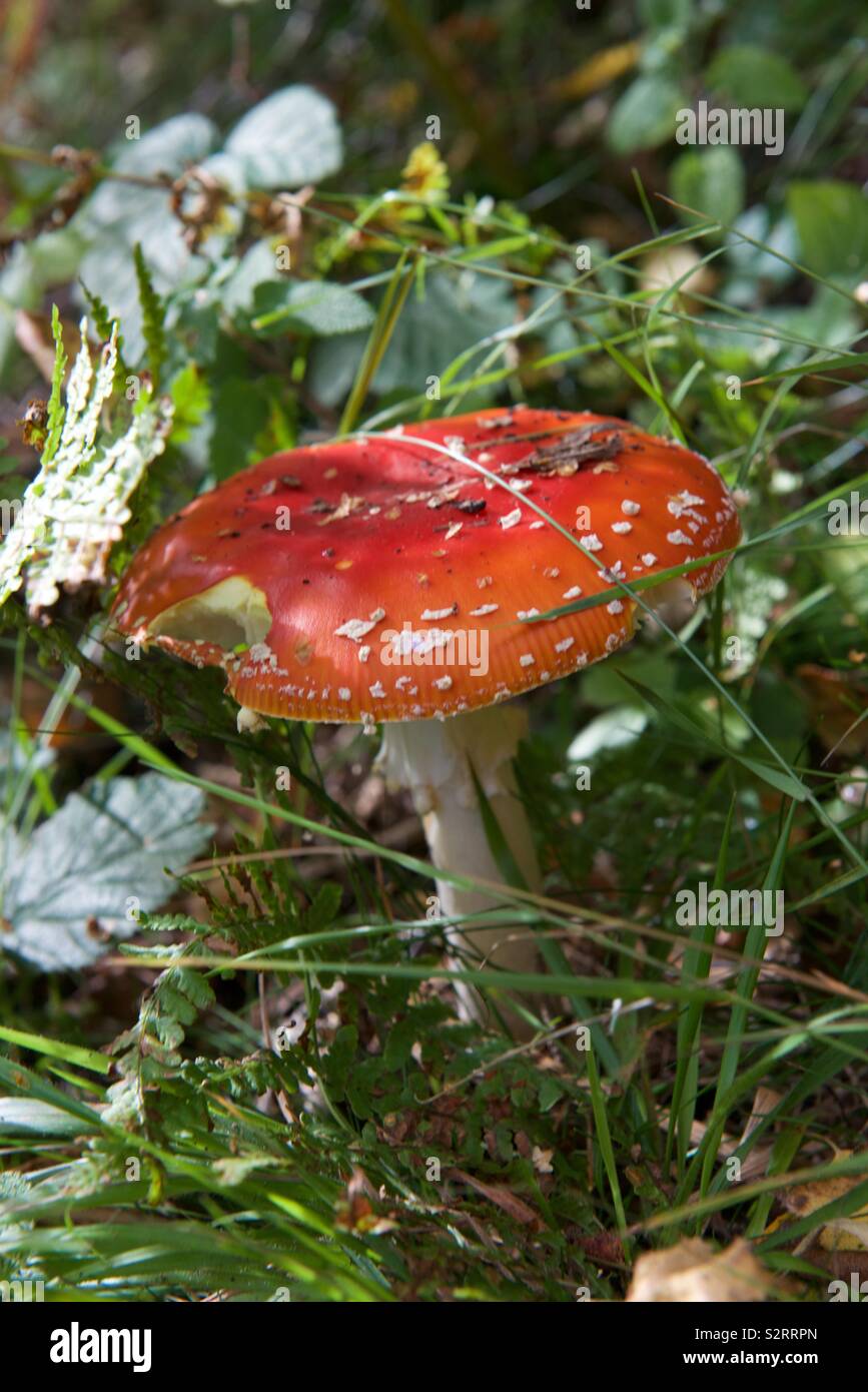 Toad stool stool hi-res stock photography and images - Alamy
