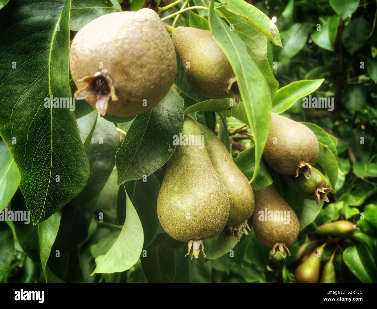 Pears ripening on the tree Stock Photo - Alamy