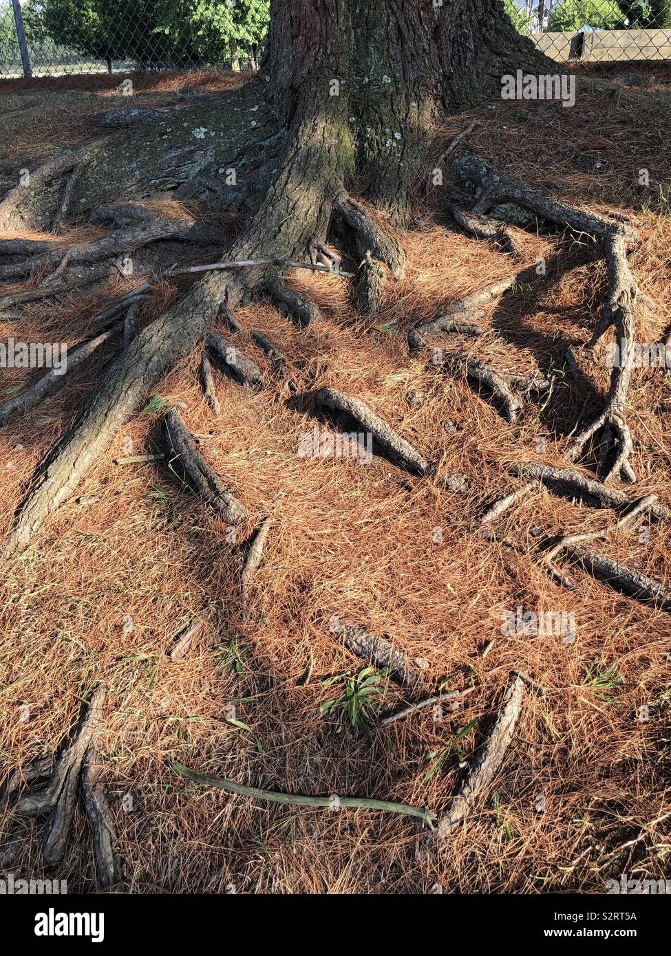 Bulging Roots High Resolution Stock Photography and Images - Alamy