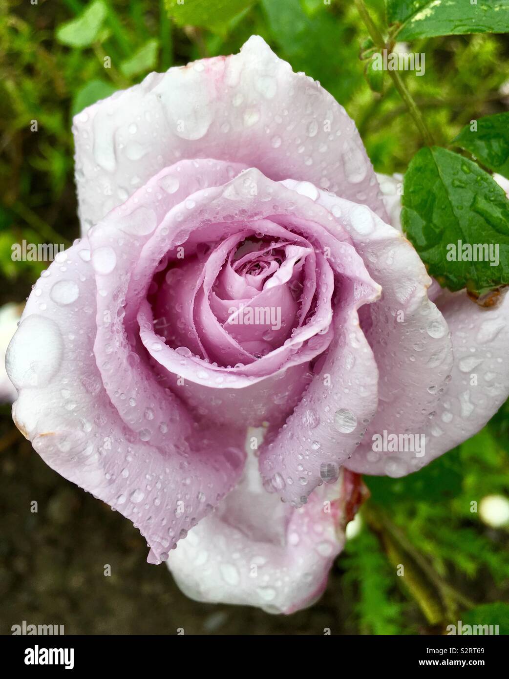 Garden raindrops hi-res stock photography and images - Alamy