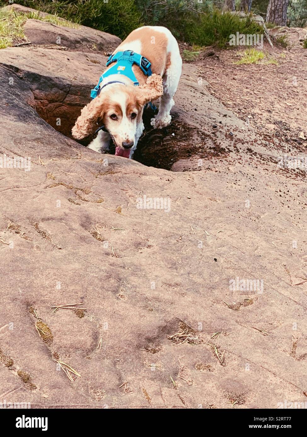 Digging dog hi-res stock photography and images - Alamy