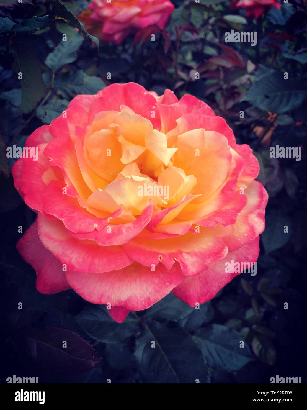 A lovely rose Stock Photo - Alamy