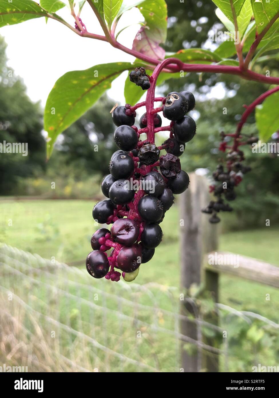 Pokeberries by a fence Stock Photo - Alamy