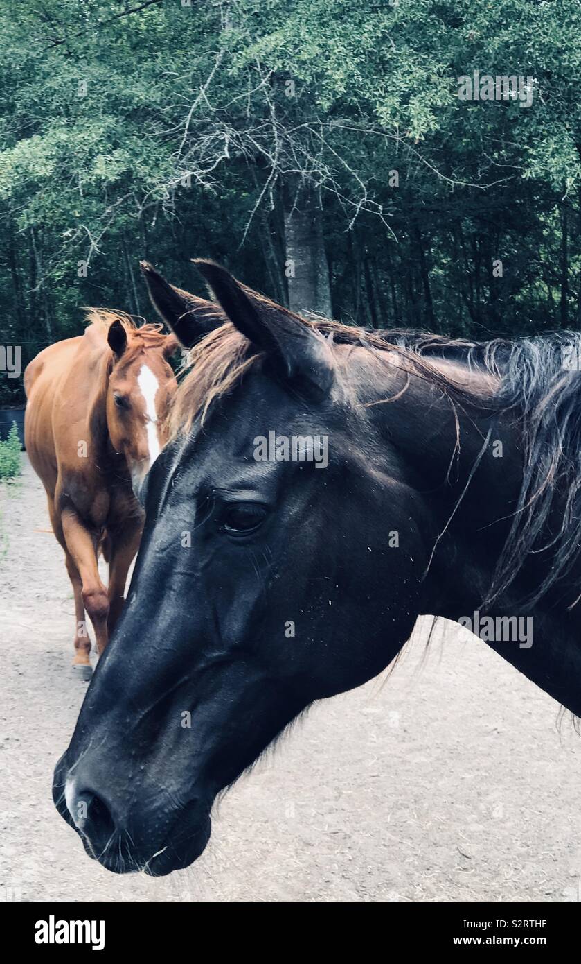 The majestic serious look from a rugged beautiful black horse in the ...