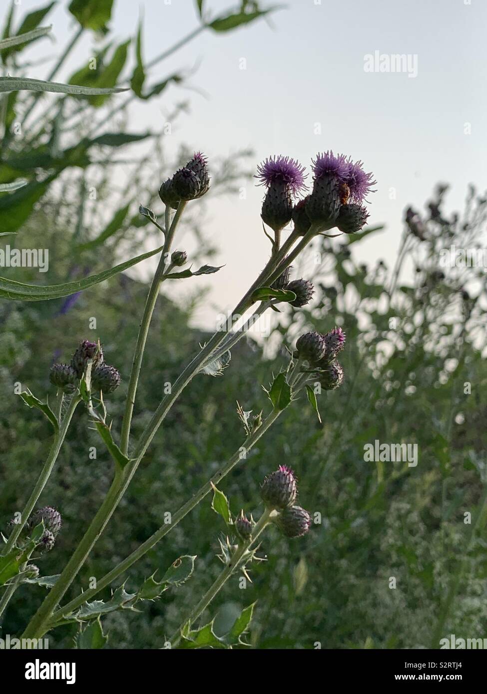 These little bushes looks nice in sunlight Stock Photo - Alamy