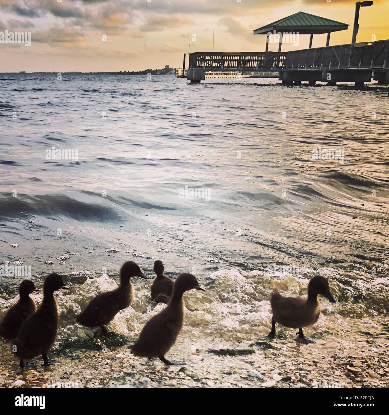 Ducklings on beach hi-res stock photography and images - Alamy