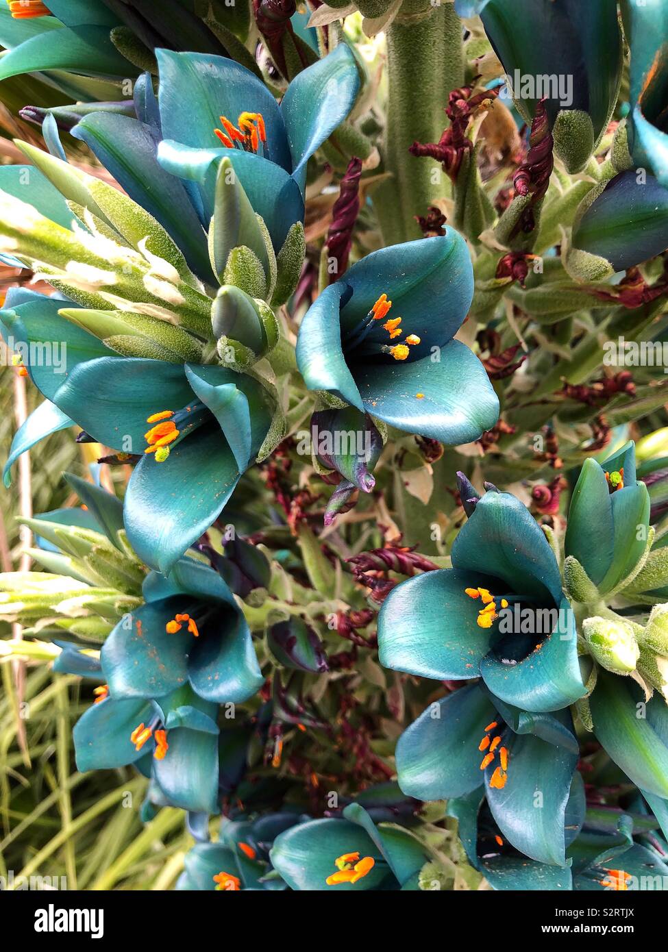 Tower flower hi-res stock photography and images - Alamy