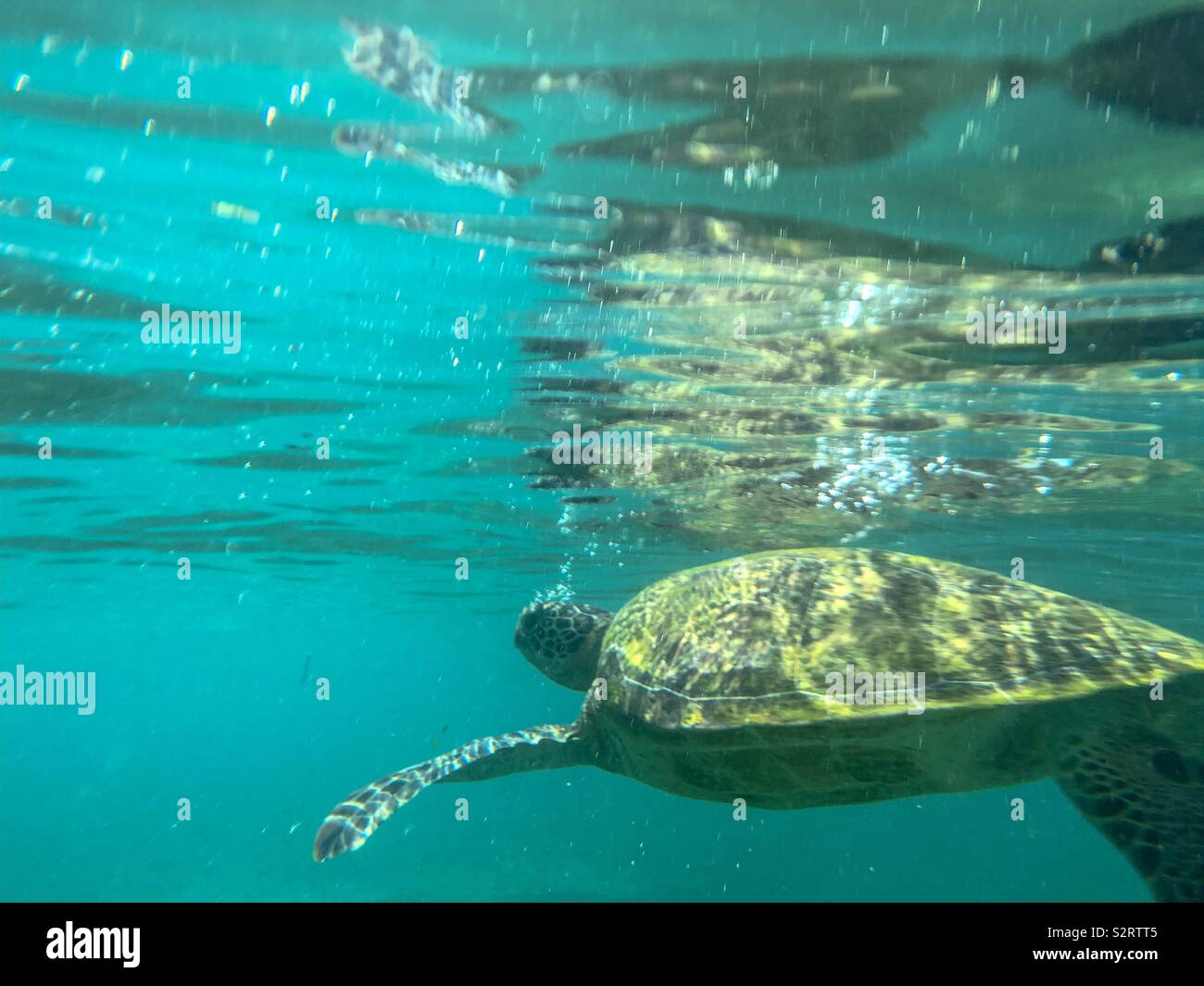 Water tortoise hi-res stock photography and images - Alamy
