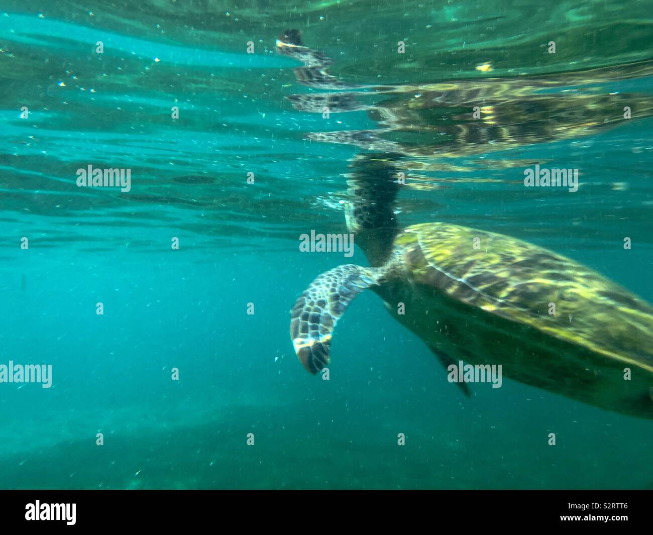 Swimming with turtles hi-res stock photography and images - Alamy