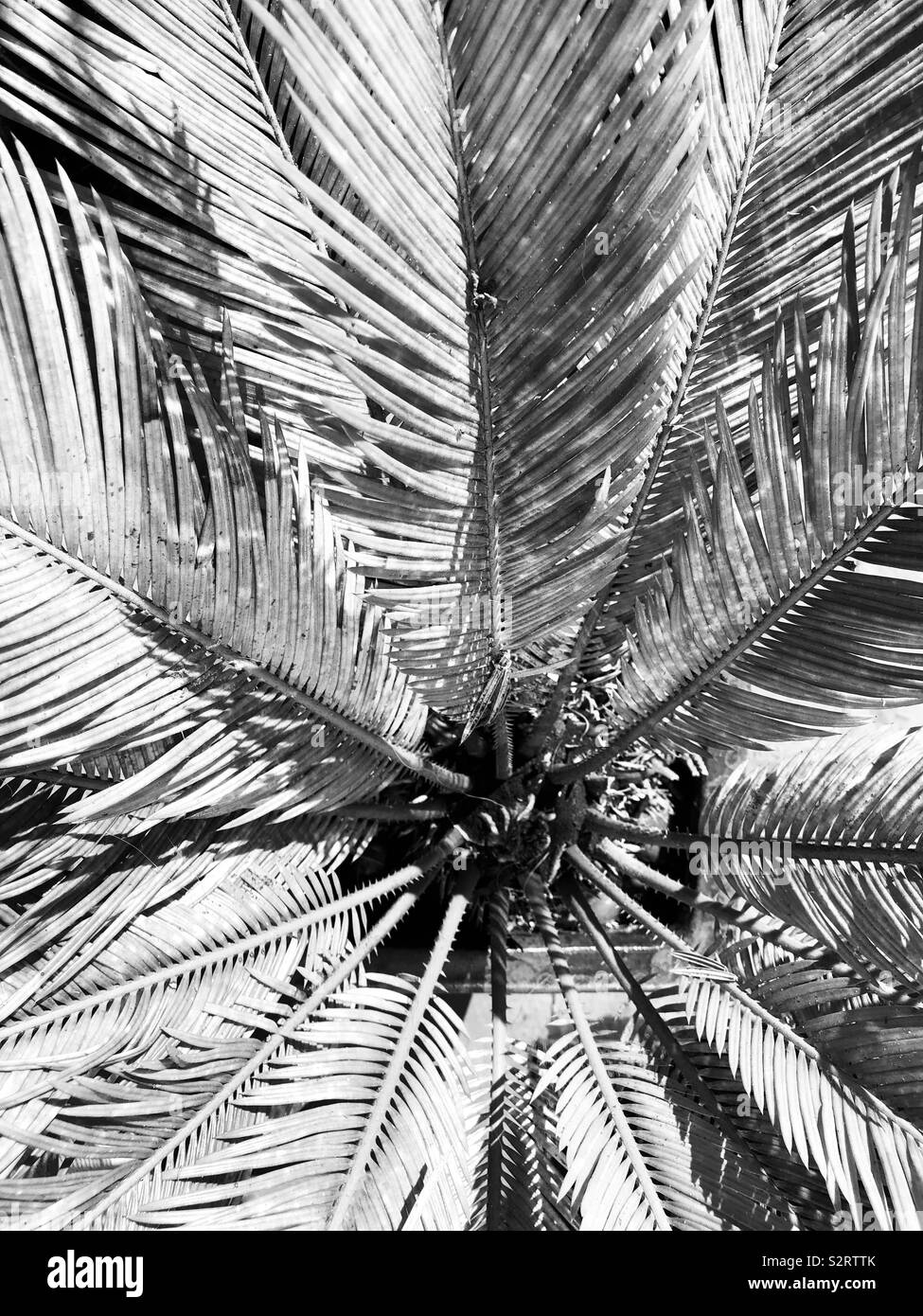 Black and white fronds of palm Stock Photo - Alamy