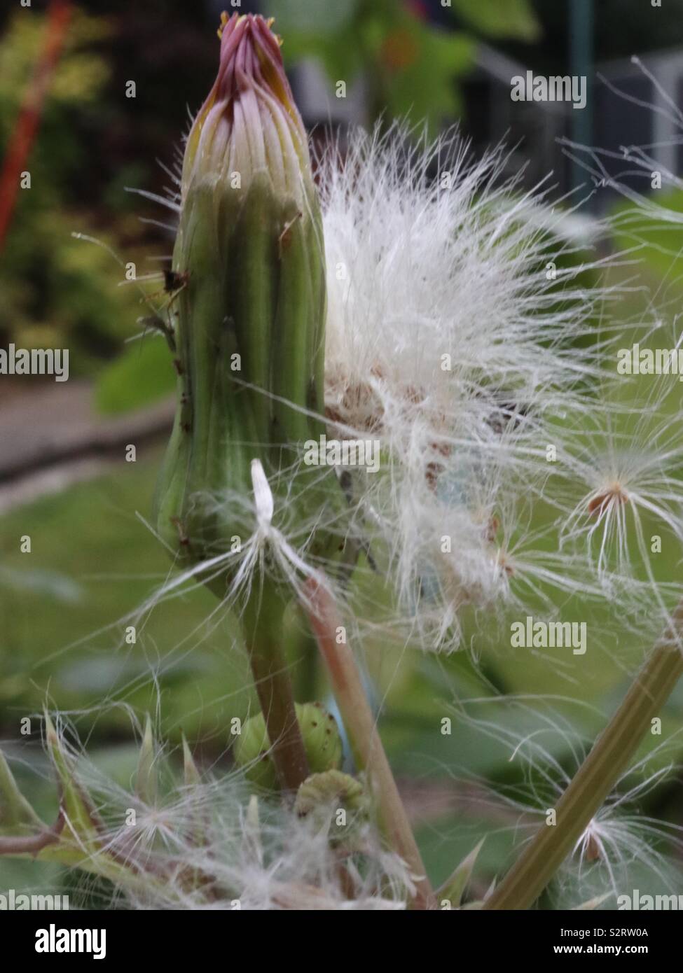 Wind pollination hi-res stock photography and images - Alamy