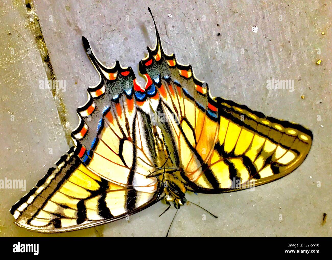 Butterfly at rest Stock Photo - Alamy