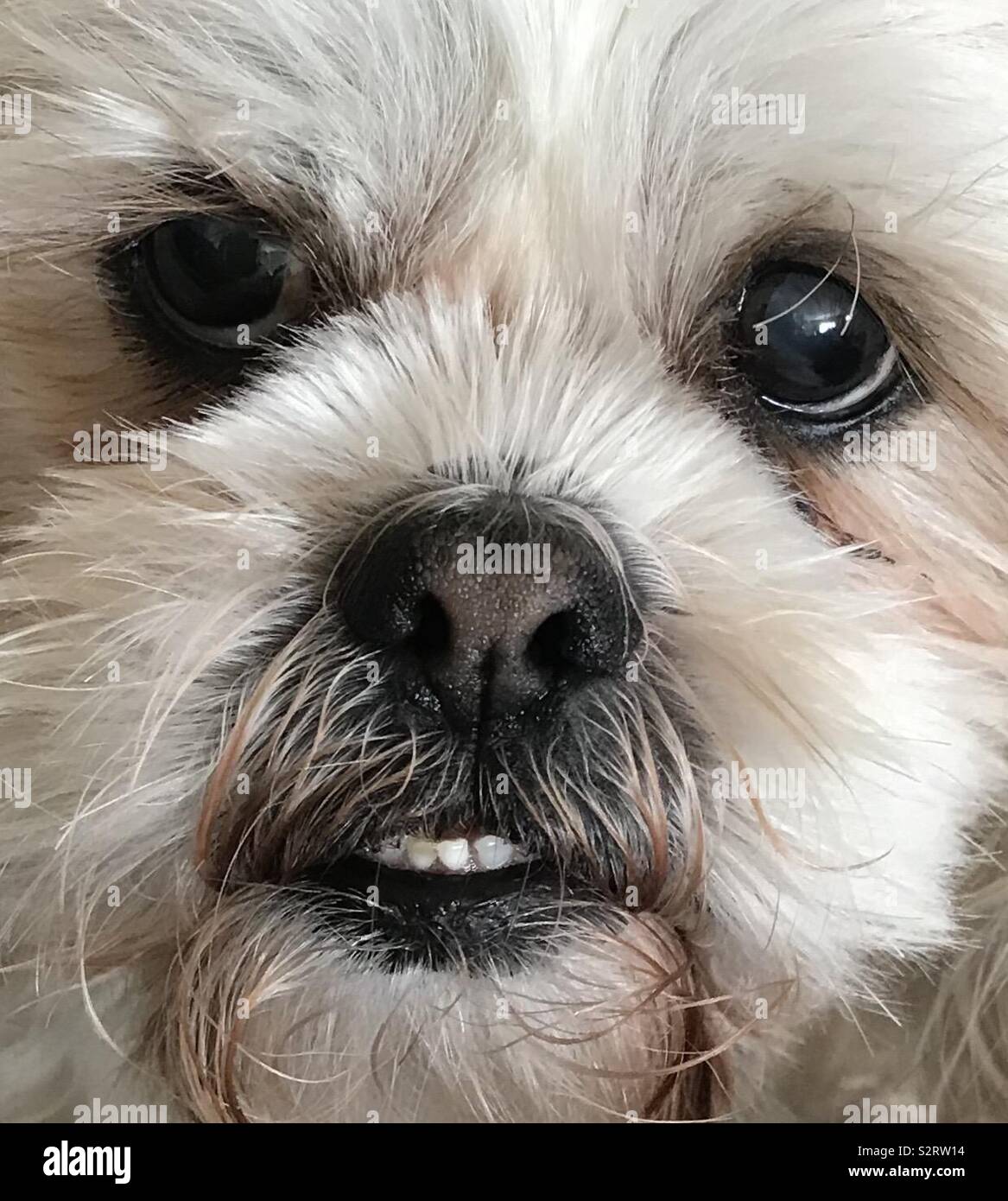 Shitzu face hi-res stock photography and images - Alamy