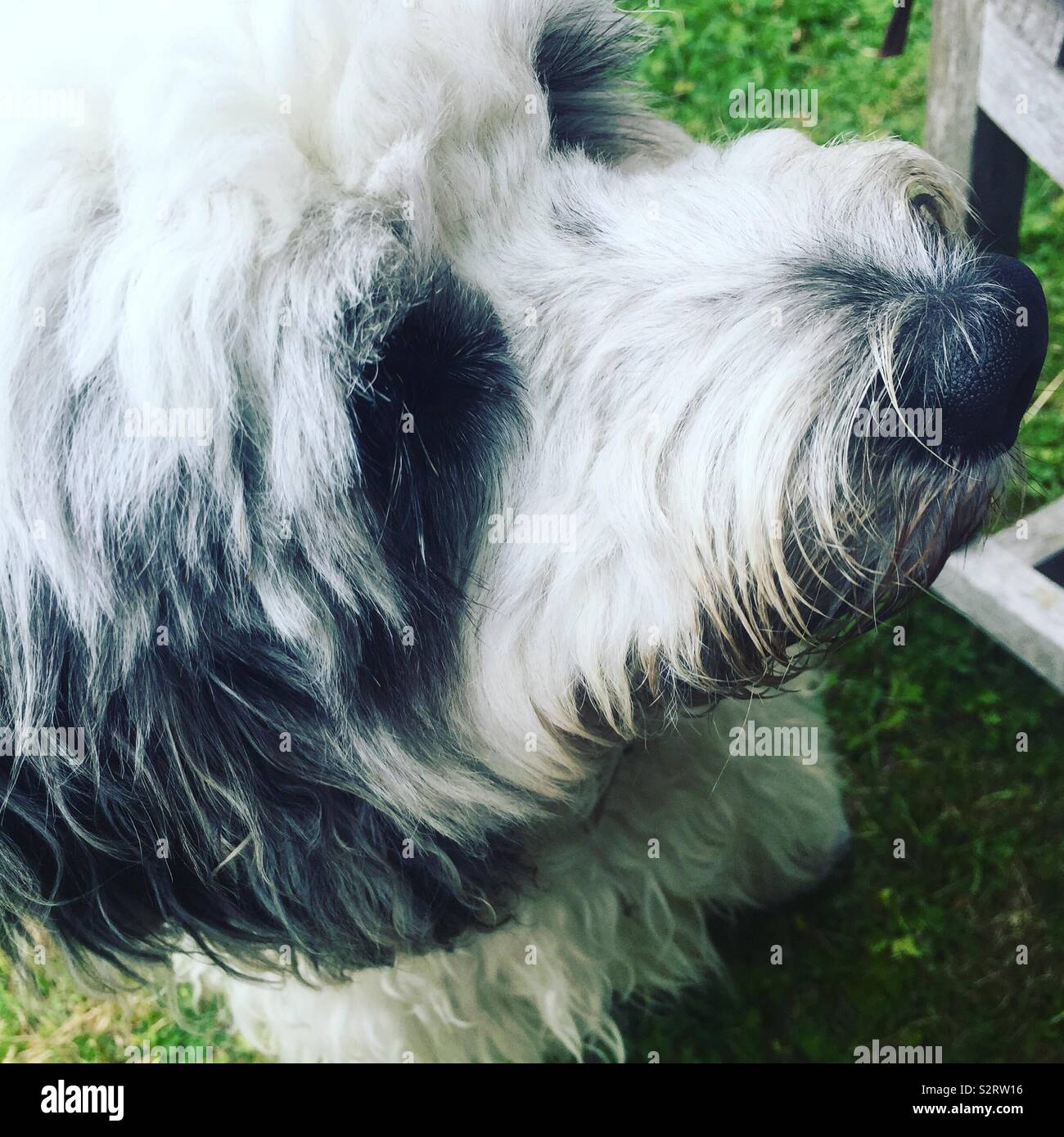 White cockapoo hi-res stock photography and images - Alamy