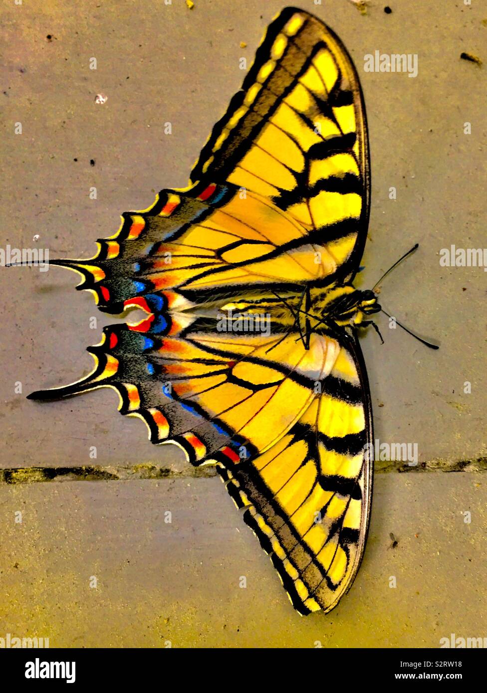 Visual delight hi-res stock photography and images - Alamy