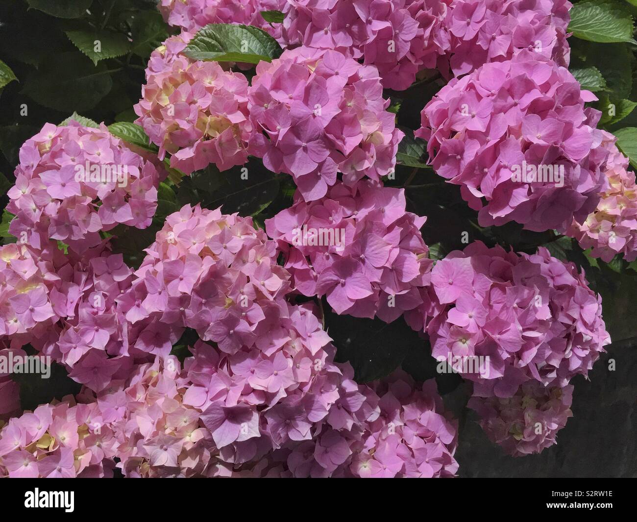 Hydrangea flowers in an English garden Stock Photo - Alamy