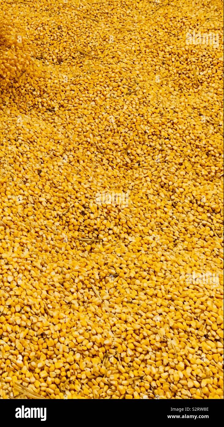 Yellow corn kernels Stock Photo - Alamy