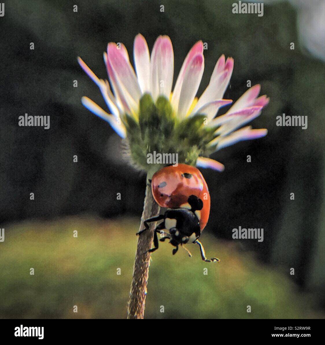 Bug hangs overhead Stock Photo - Alamy