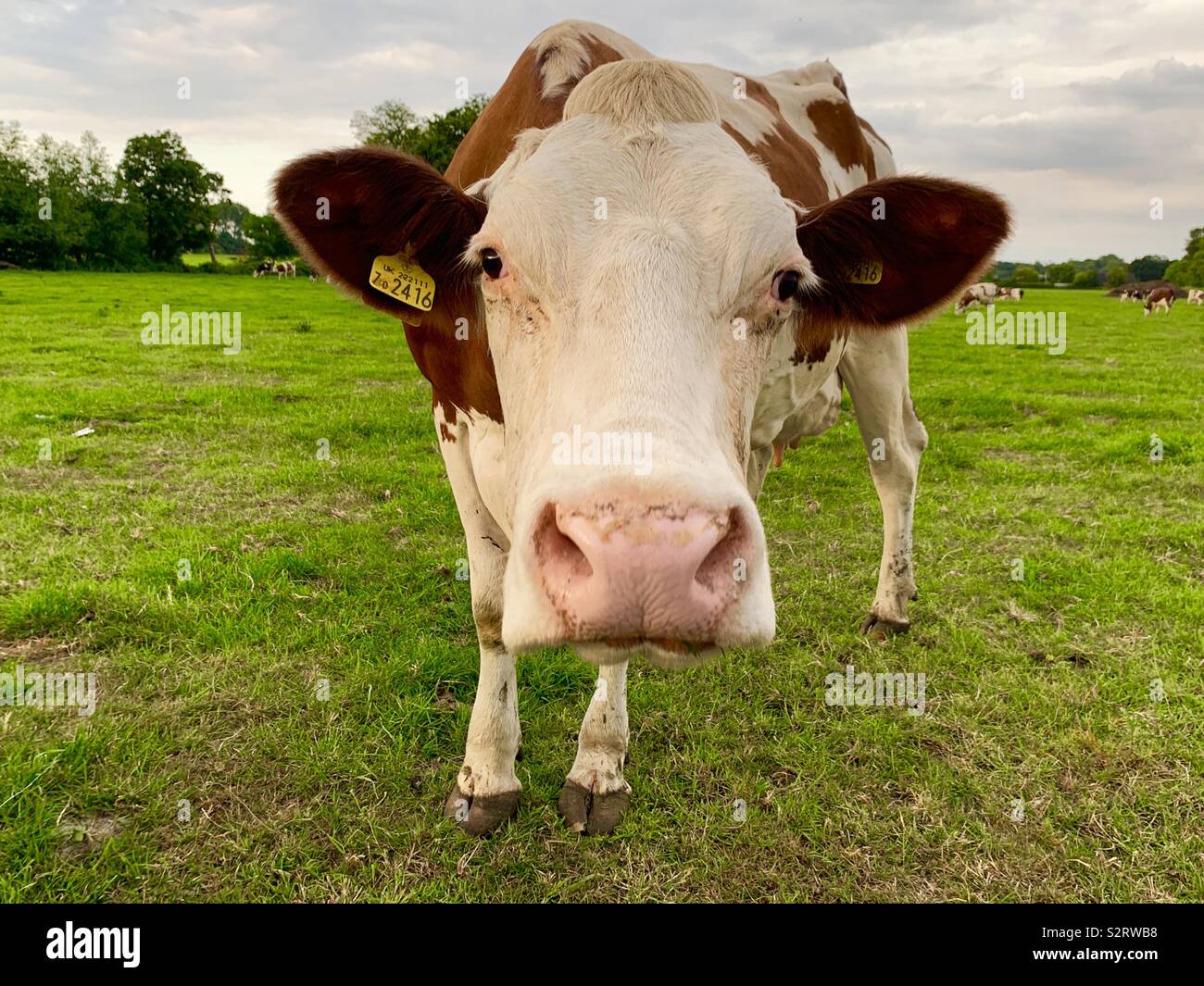 Tan cow hi-res stock photography and images - Alamy