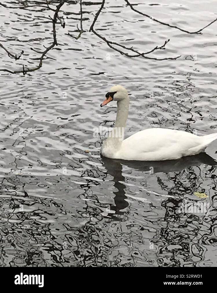 Peaceful swan hi-res stock photography and images - Alamy