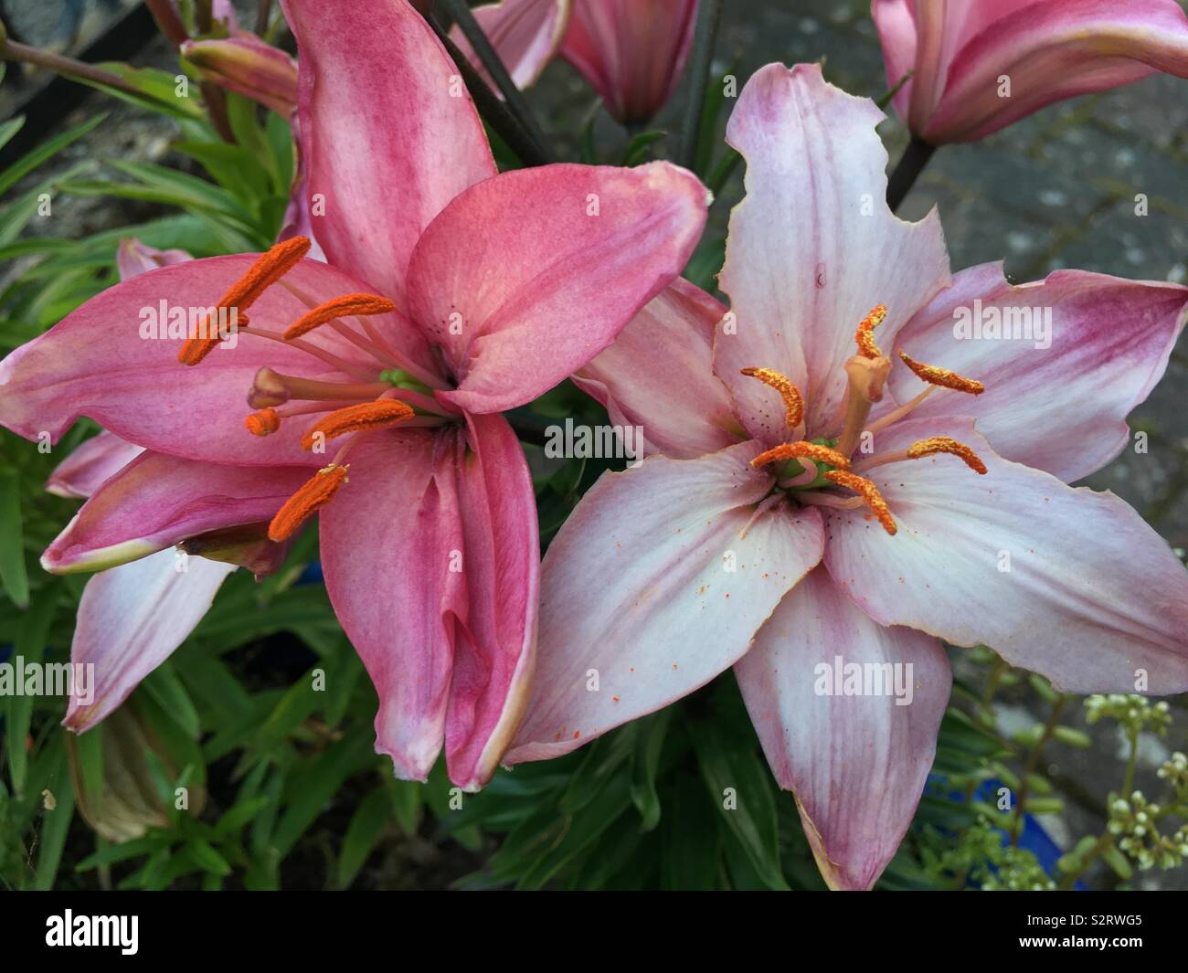 Potted lilies hi-res stock photography and images - Alamy