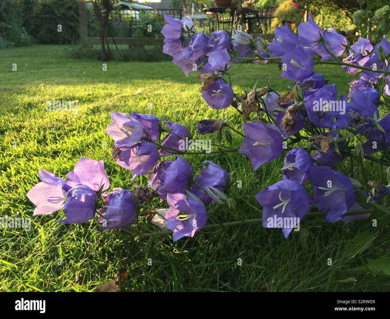 Harebells hi-res stock photography and images - Alamy