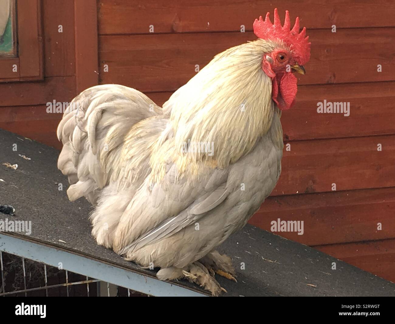 White cockerel hi-res stock photography and images - Alamy