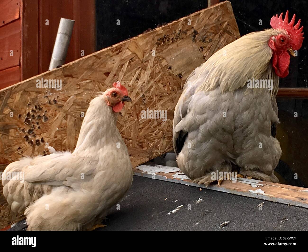 Cockerel and hen hi-res stock photography and images - Alamy
