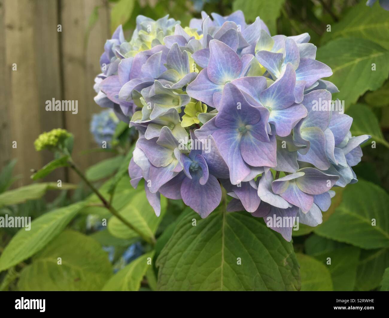 Light blue, purple hydrangea Stock Photo - Alamy