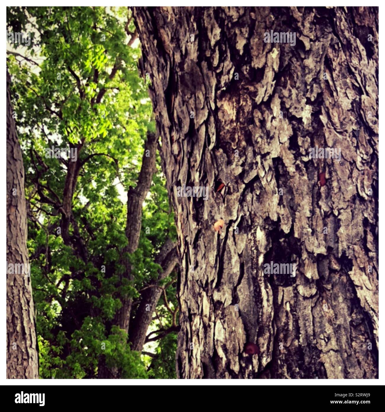 Philippine Mahogany Tree Bark