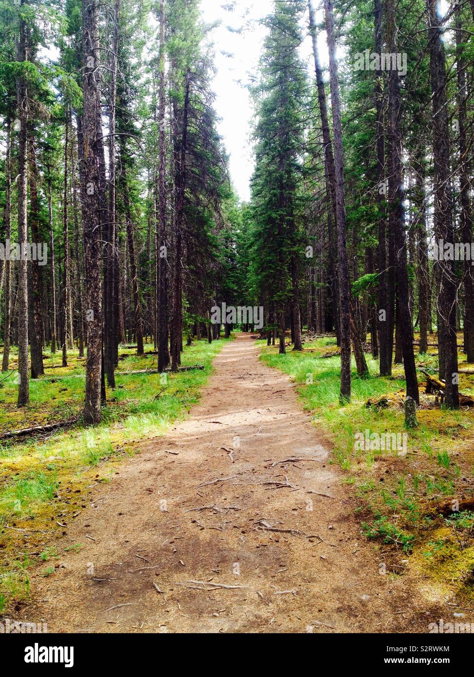 Lodgepole pine trees hi-res stock photography and images - Alamy