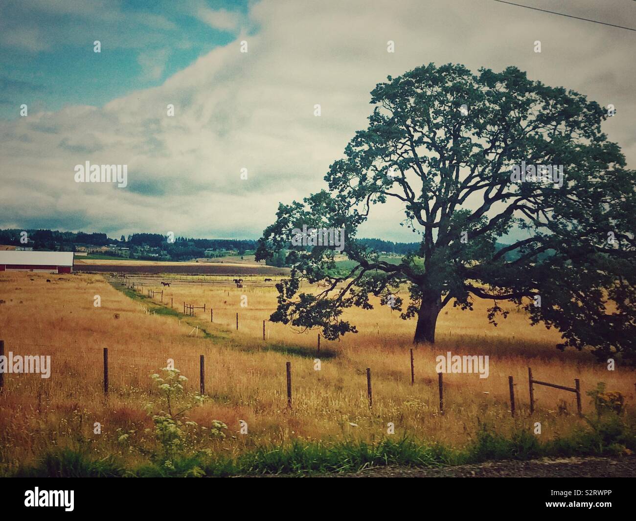 Oak in july hi-res stock photography and images - Alamy