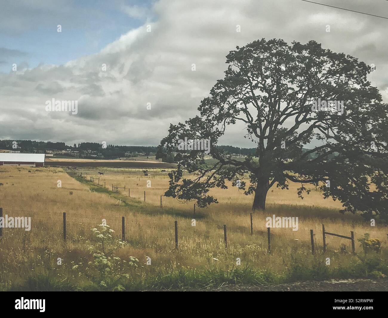 Oak tree picture hi-res stock photography and images - Alamy