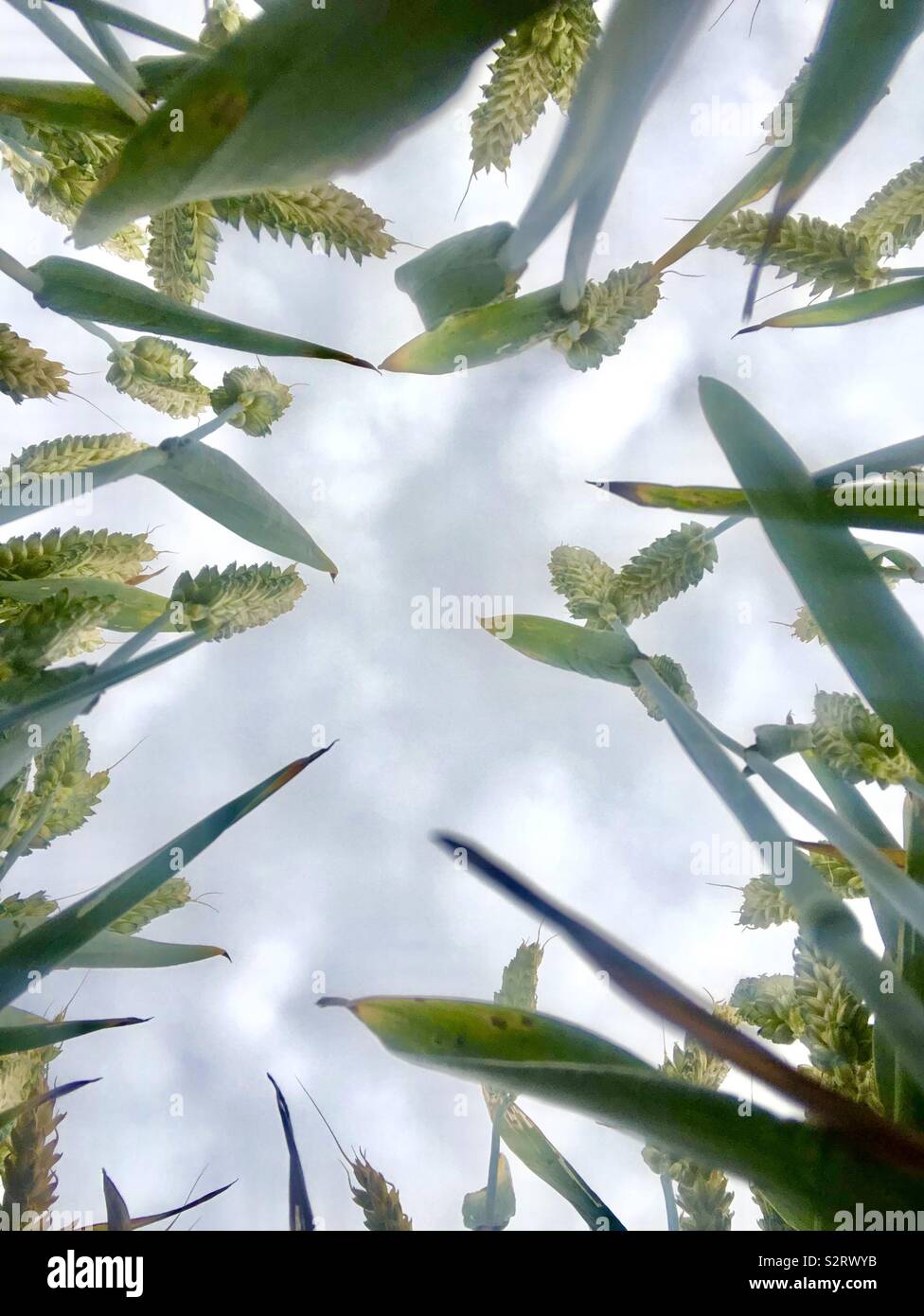 Bugs eye view hi-res stock photography and images - Alamy