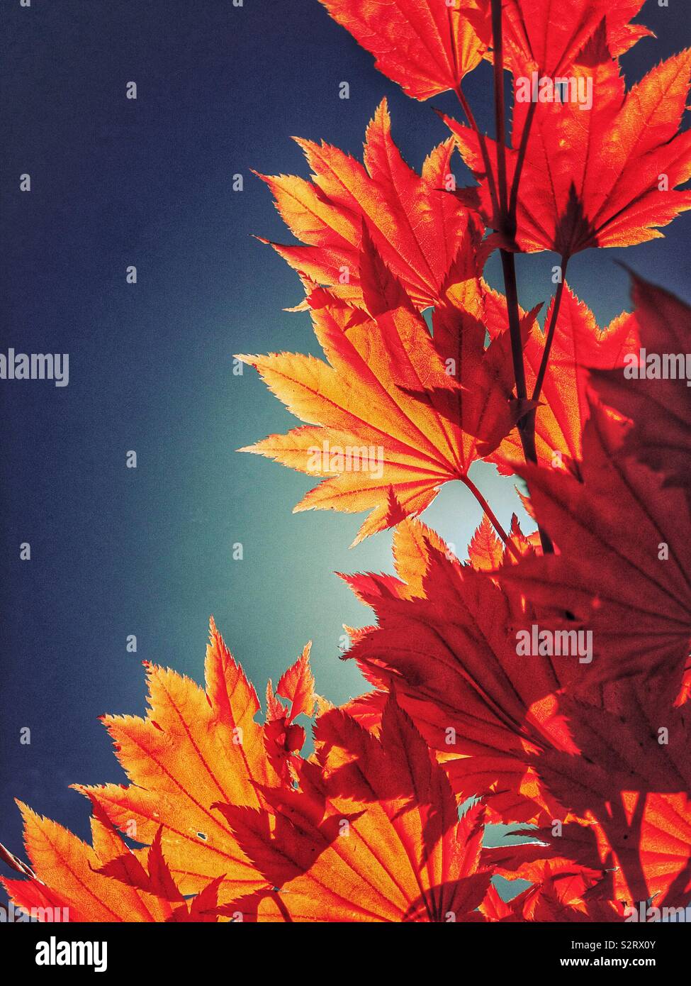 Dark red acer hi-res stock photography and images - Alamy