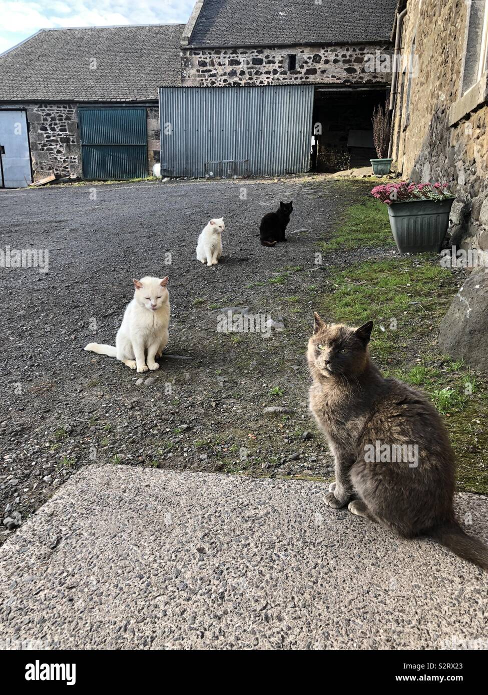 Calm Cats High Resolution Stock Photography and Images - Alamy