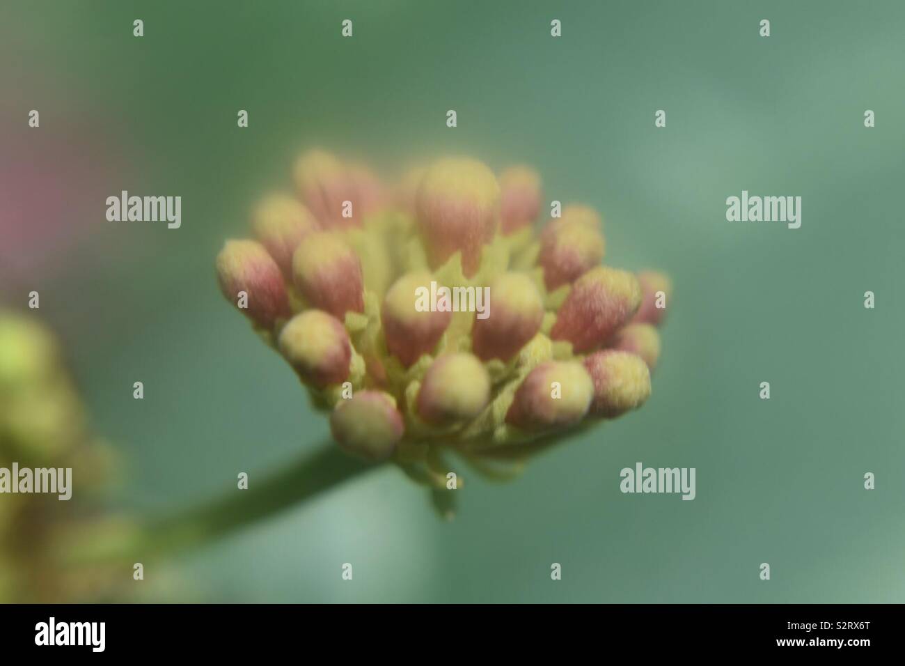 Life flower hi-res stock photography and images - Alamy