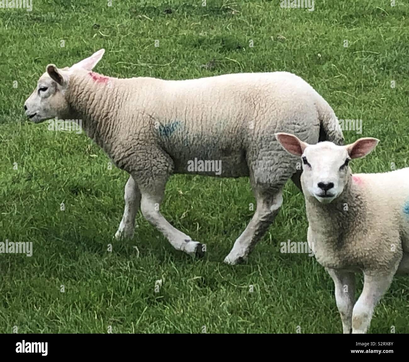 Sheep in Yorkshire Stock Photo - Alamy