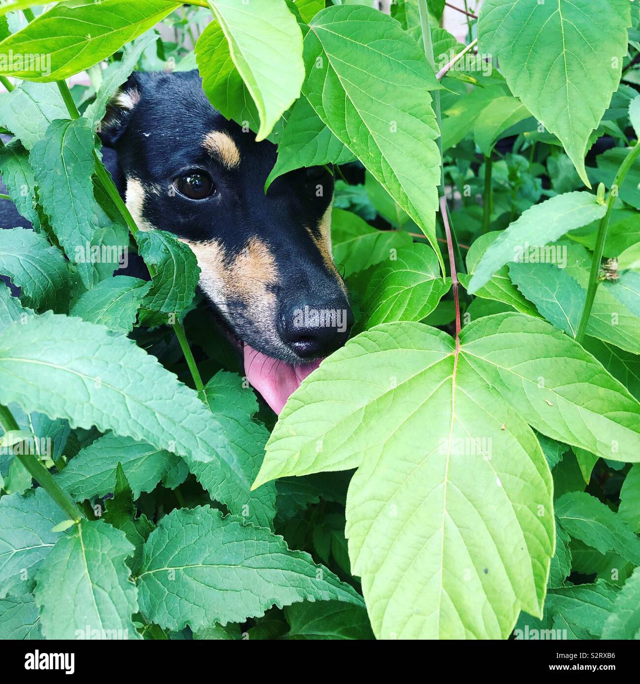 Dog with greenery hi-res stock photography and images - Alamy