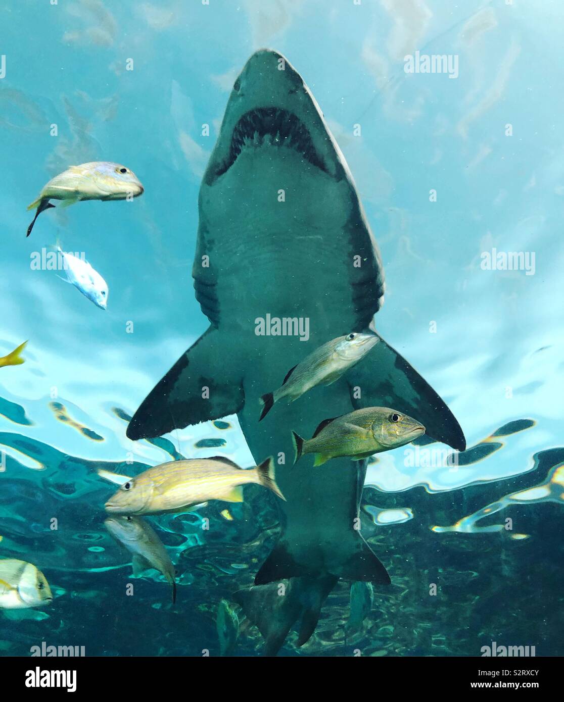 Shark aquarium hi-res stock photography and images - Alamy