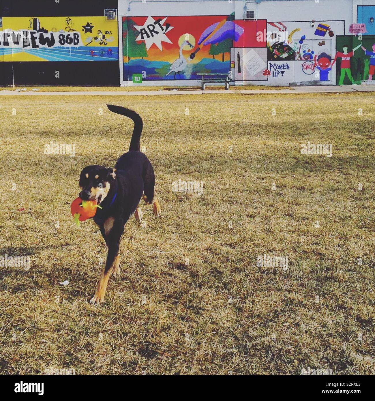 Dog running with ball Stock Photo - Alamy