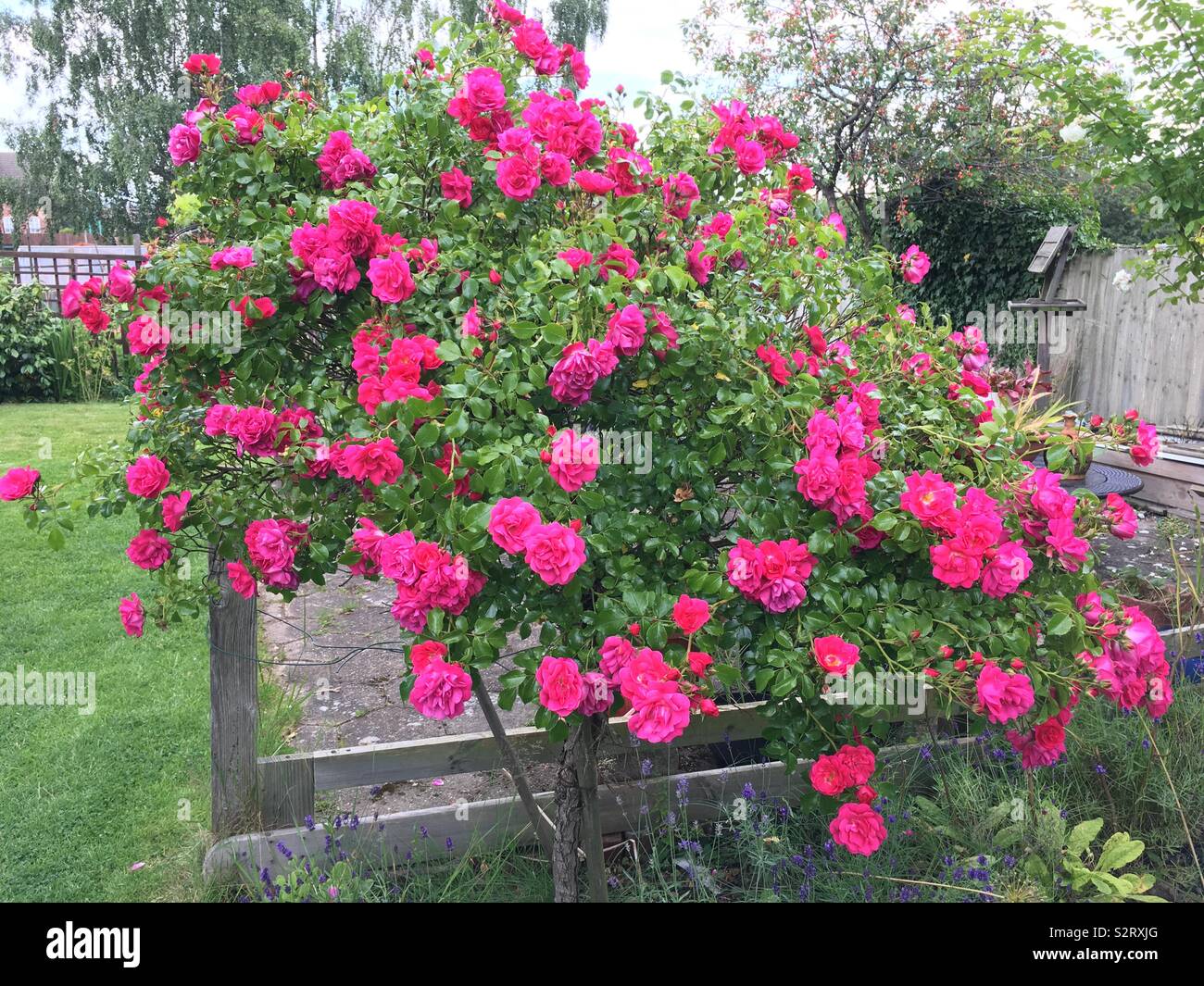 Pink rose bush Stock Photo - Alamy