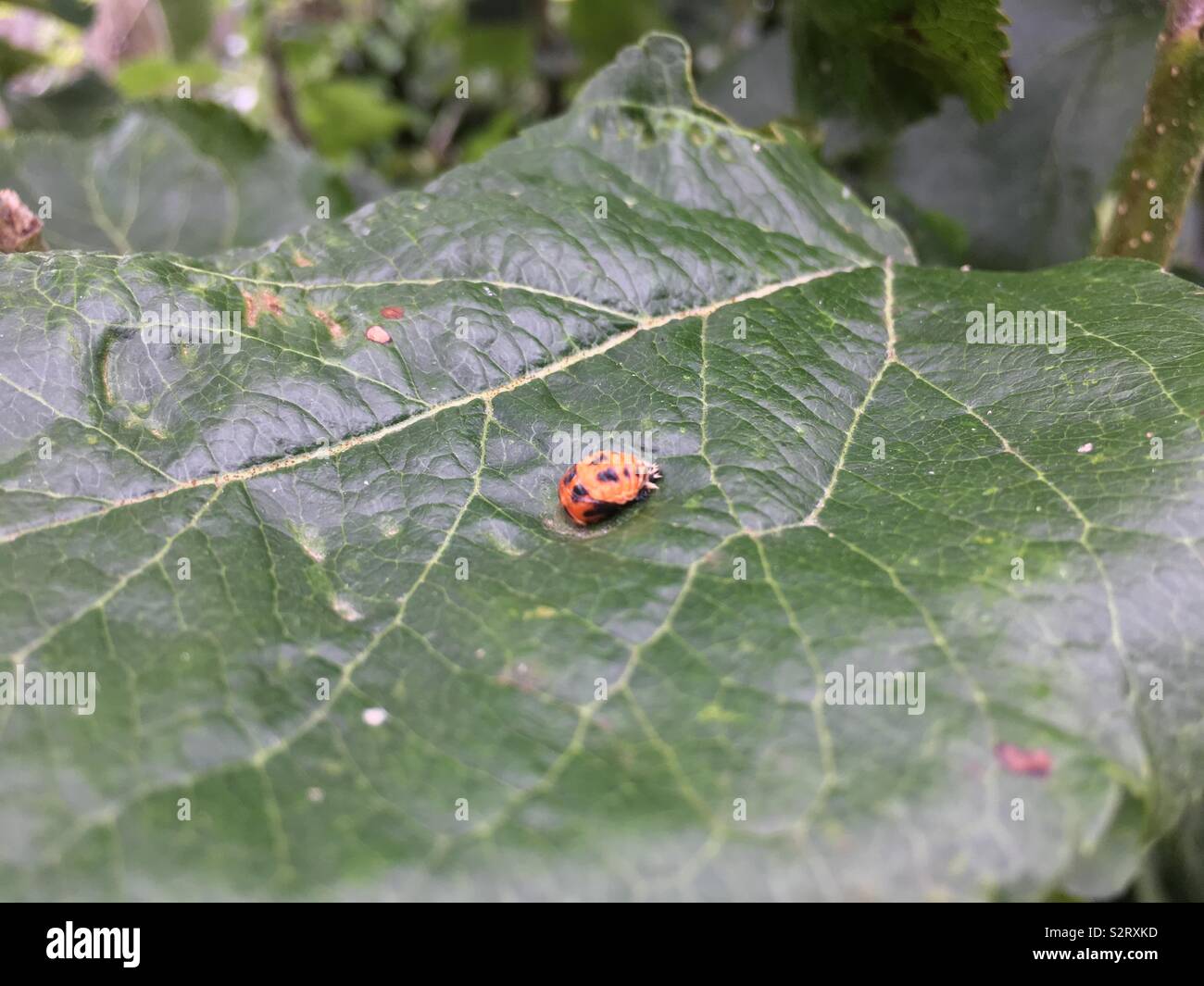 Bug on a leaf Stock Photo - Alamy